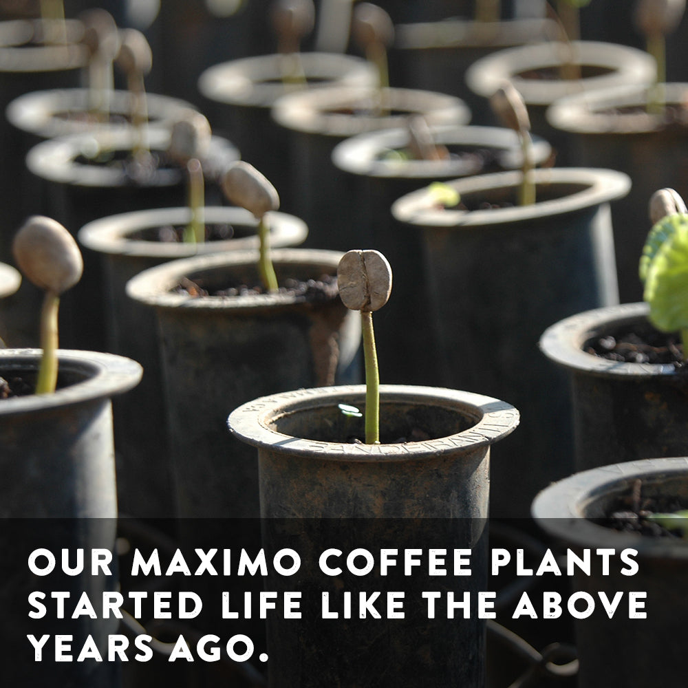 The Maximo Blend – Beanmachines